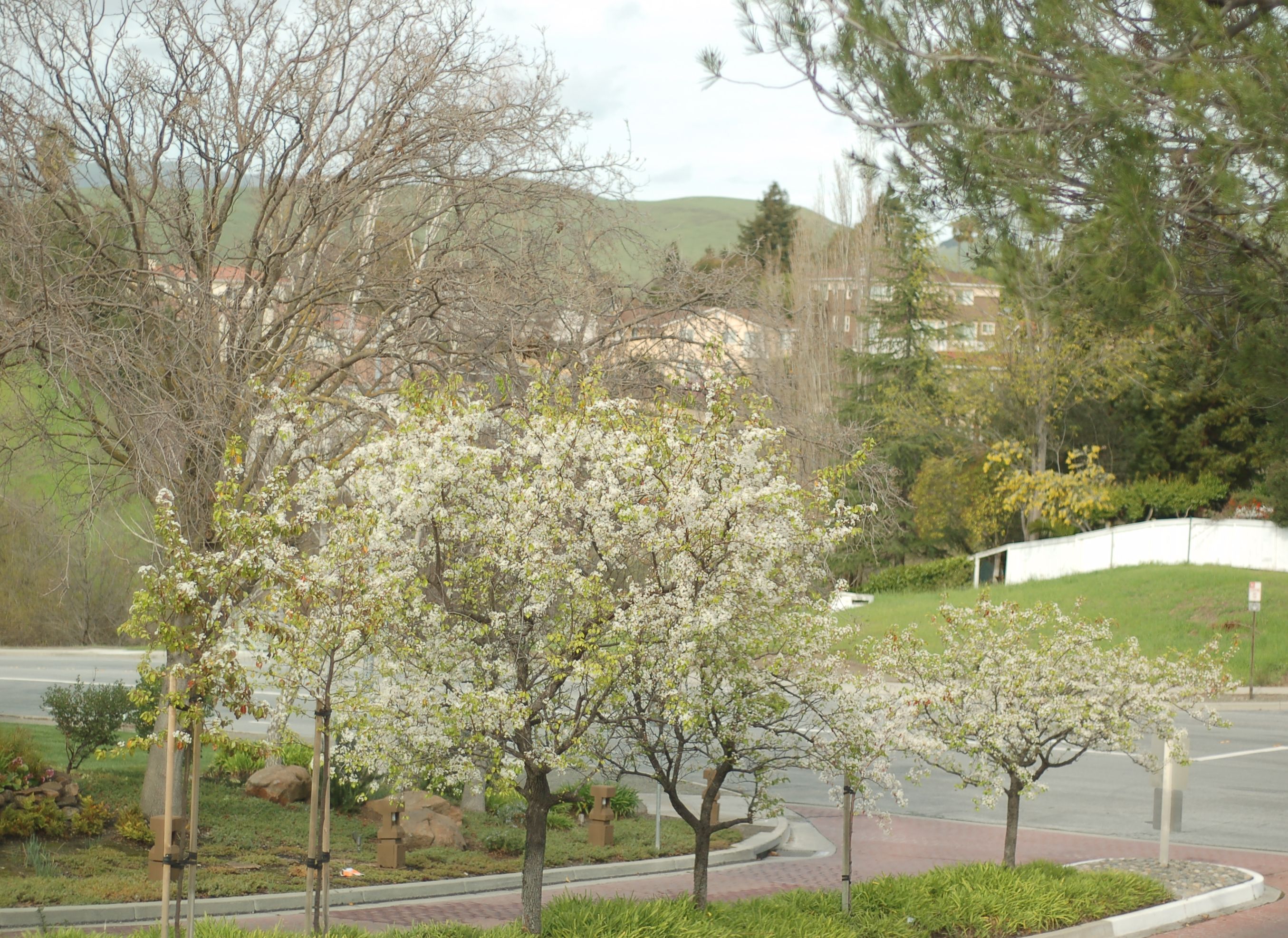 J J & J Landscape Management Inc. , Landscape management , arborist